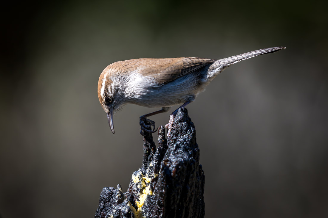 Texas Birds of Pedernales Falls State Park - NICK CANHAM PHOTOGRAPHY