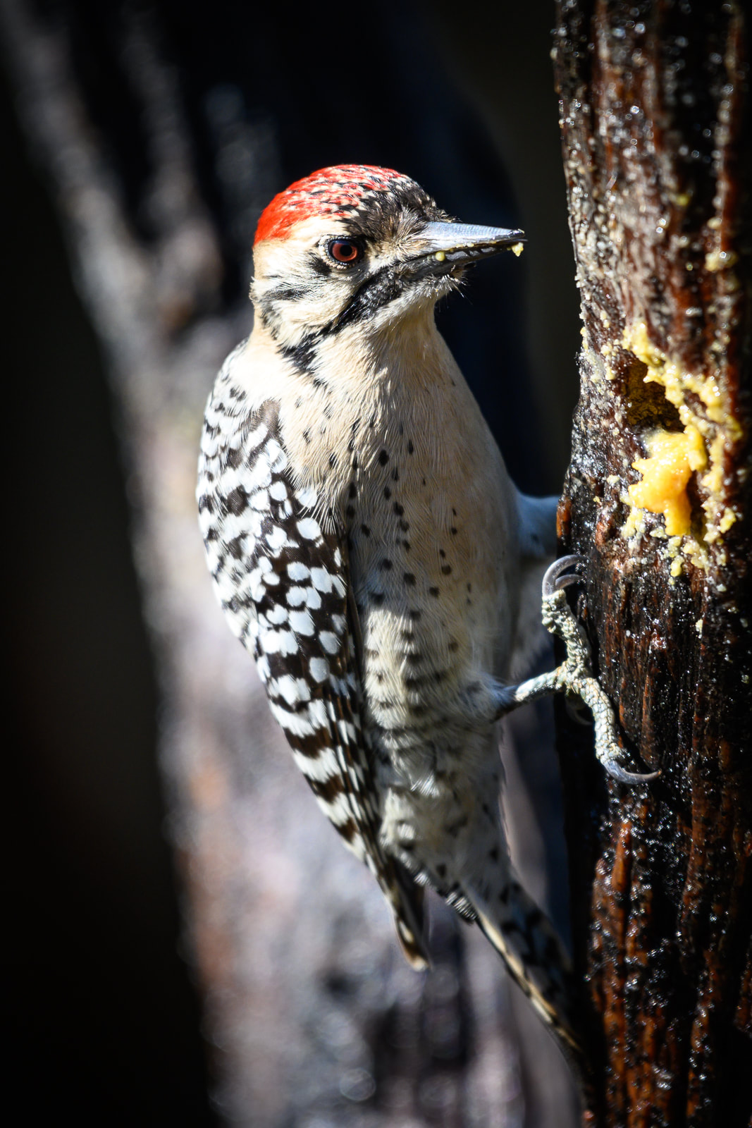 Texas Birds of Pedernales Falls State Park - NICK CANHAM PHOTOGRAPHY